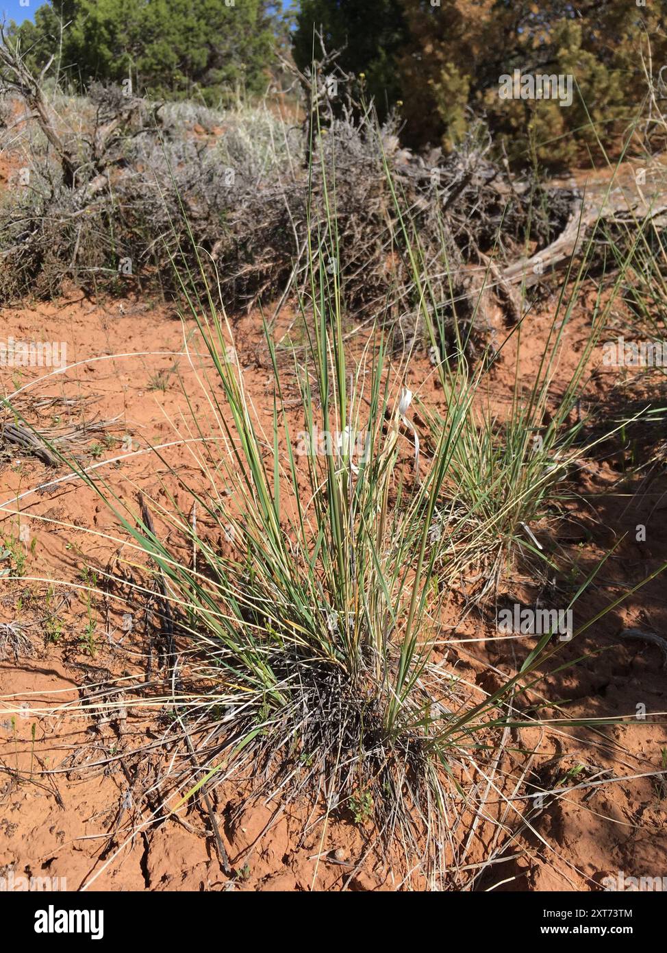 Needle-and-thread Grass (Hesperostipa comata) Plantae Stock Photo - Alamy