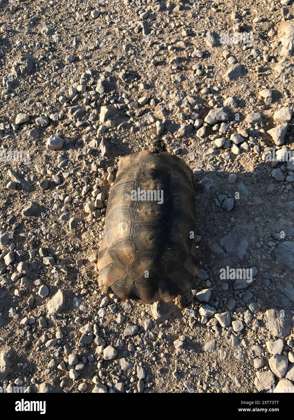 Marginated Tortoise (Testudo marginata) Reptilia Stock Photo - Alamy