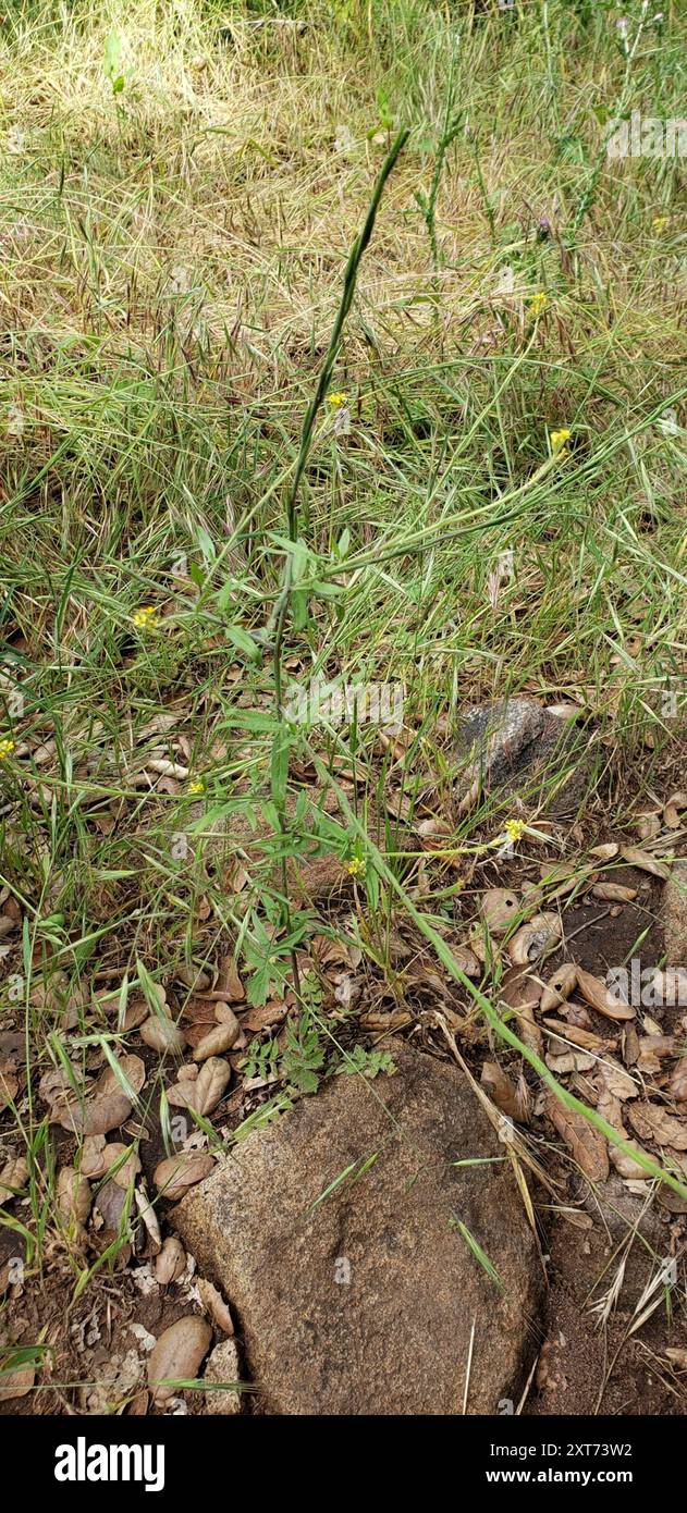 mustard family (Brassicaceae) Plantae Stock Photo - Alamy
