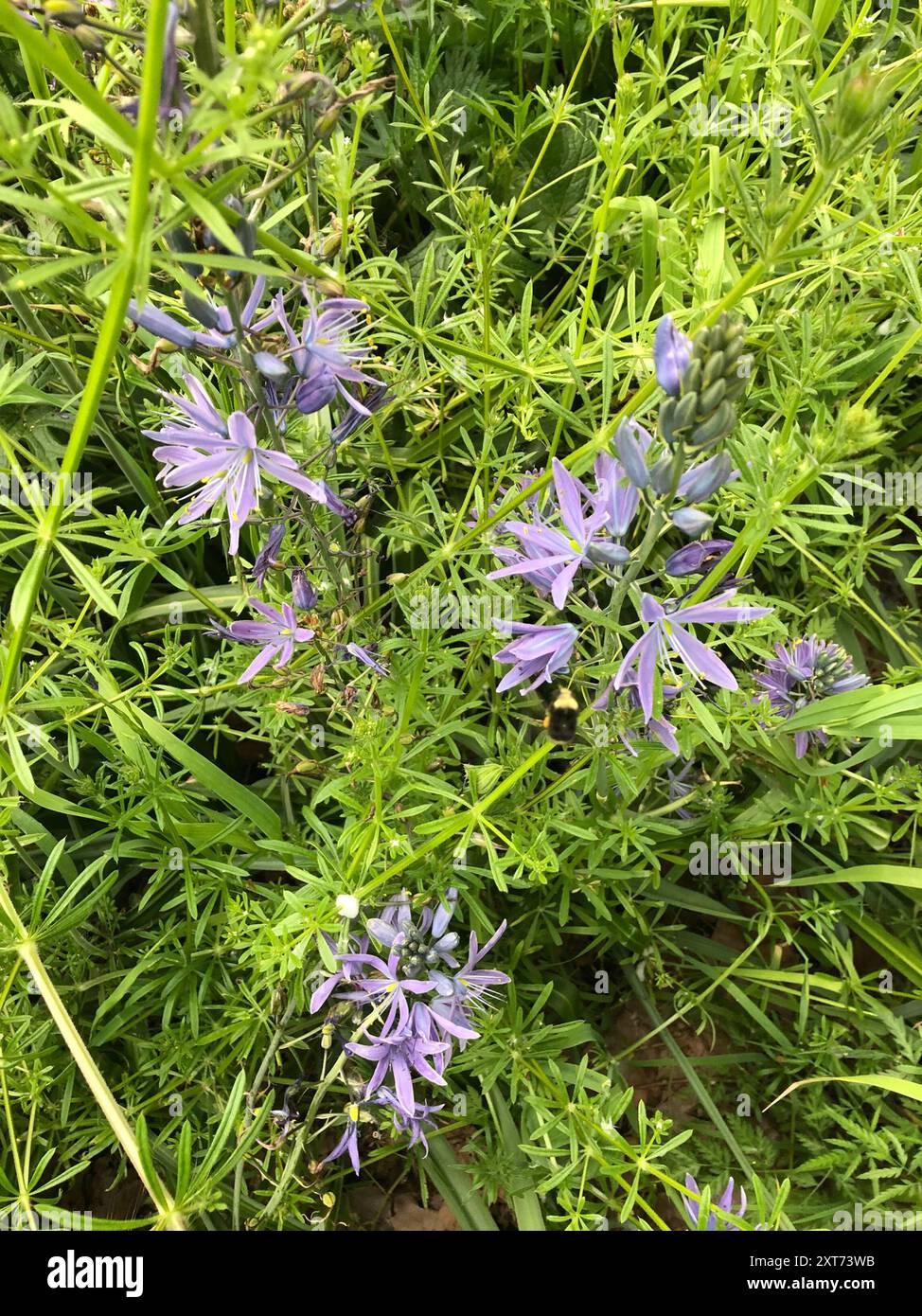 great camas (Camassia leichtlinii) Plantae Stock Photo - Alamy
