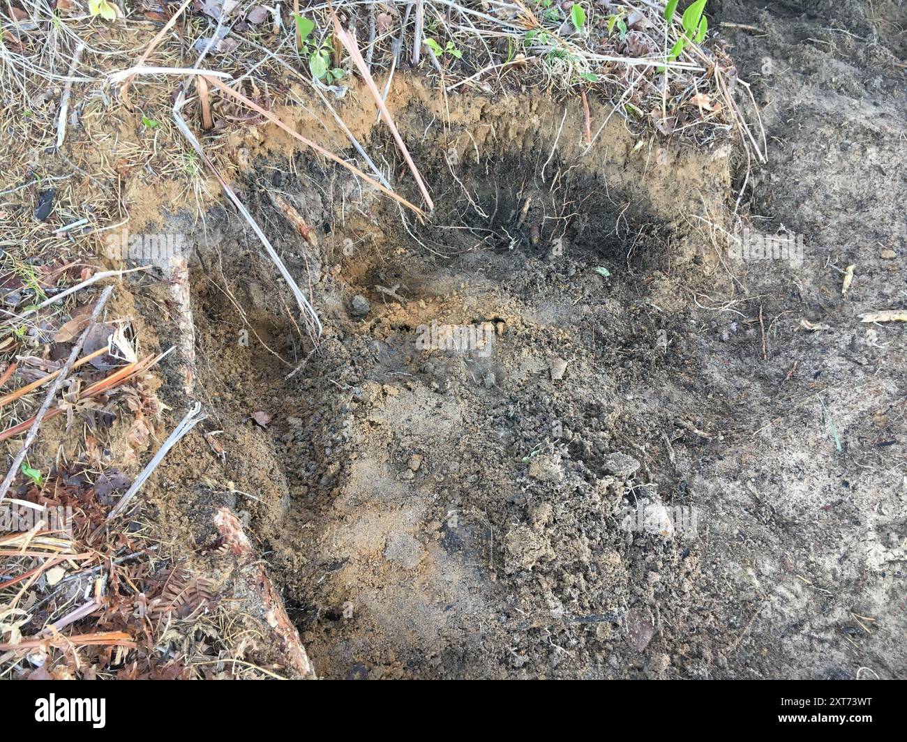 American Beaver (Castor canadensis) Mammalia Stock Photo - Alamy