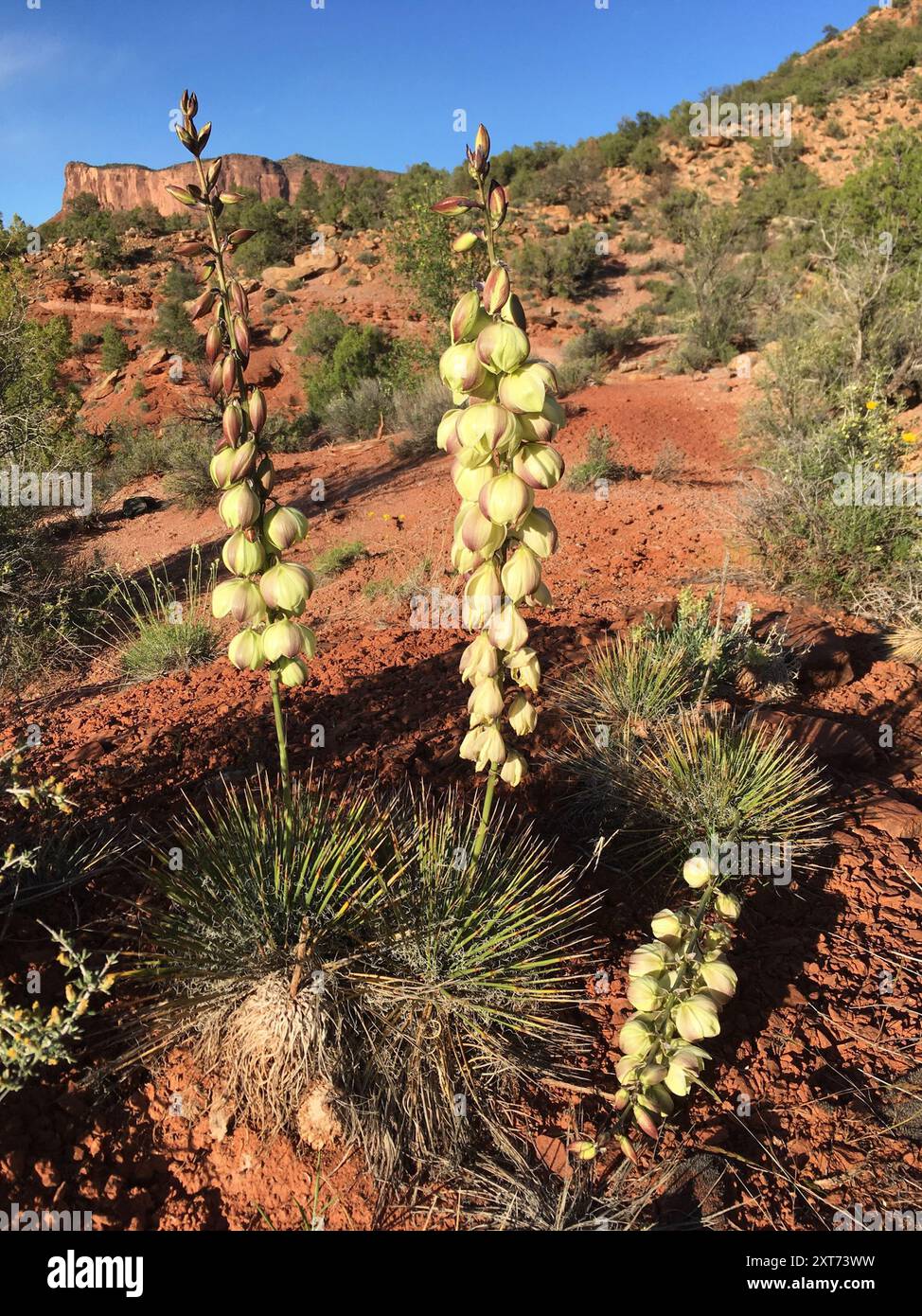 Dwarf Yucca (Yucca harrimaniae) Plantae Stock Photo - Alamy