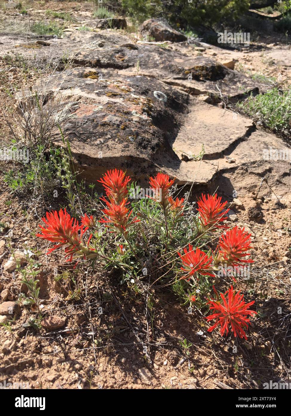 Zion Indian paintbrush (Castilleja scabrida scabrida) Plantae Stock ...