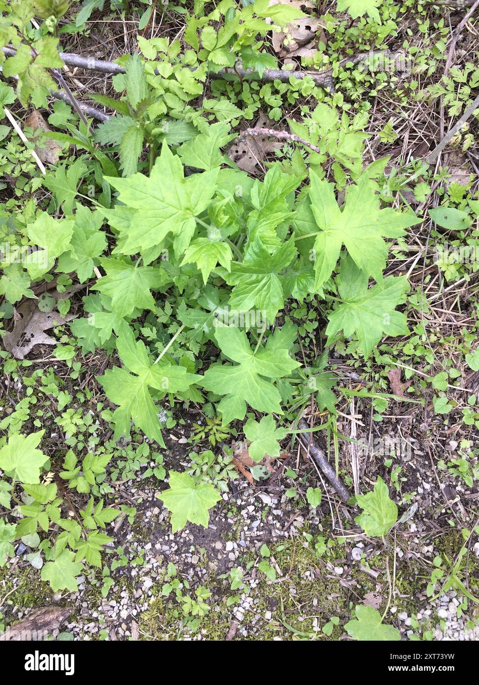 great waterleaf (Hydrophyllum appendiculatum) Plantae Stock Photo - Alamy