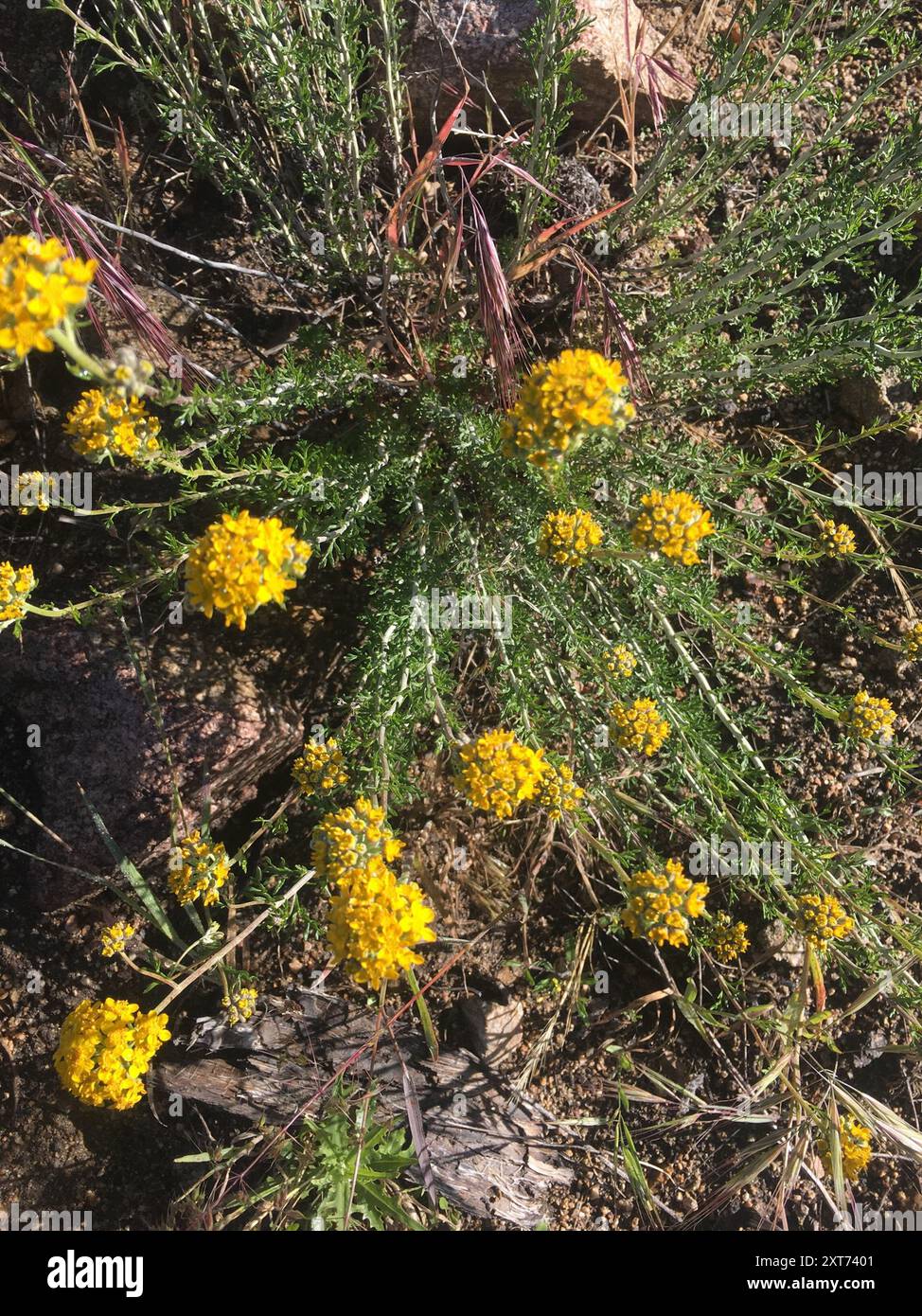 Golden Yarrow (Eriophyllum confertiflorum) Plantae Stock Photo - Alamy