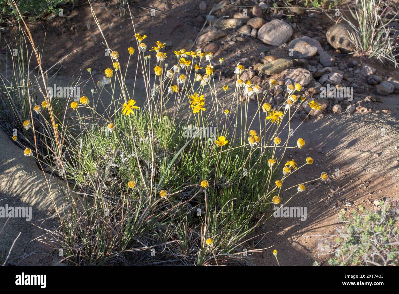 Stemmy Four-nerved Daisy (Tetraneuris scaposa) Plantae Stock Photo - Alamy