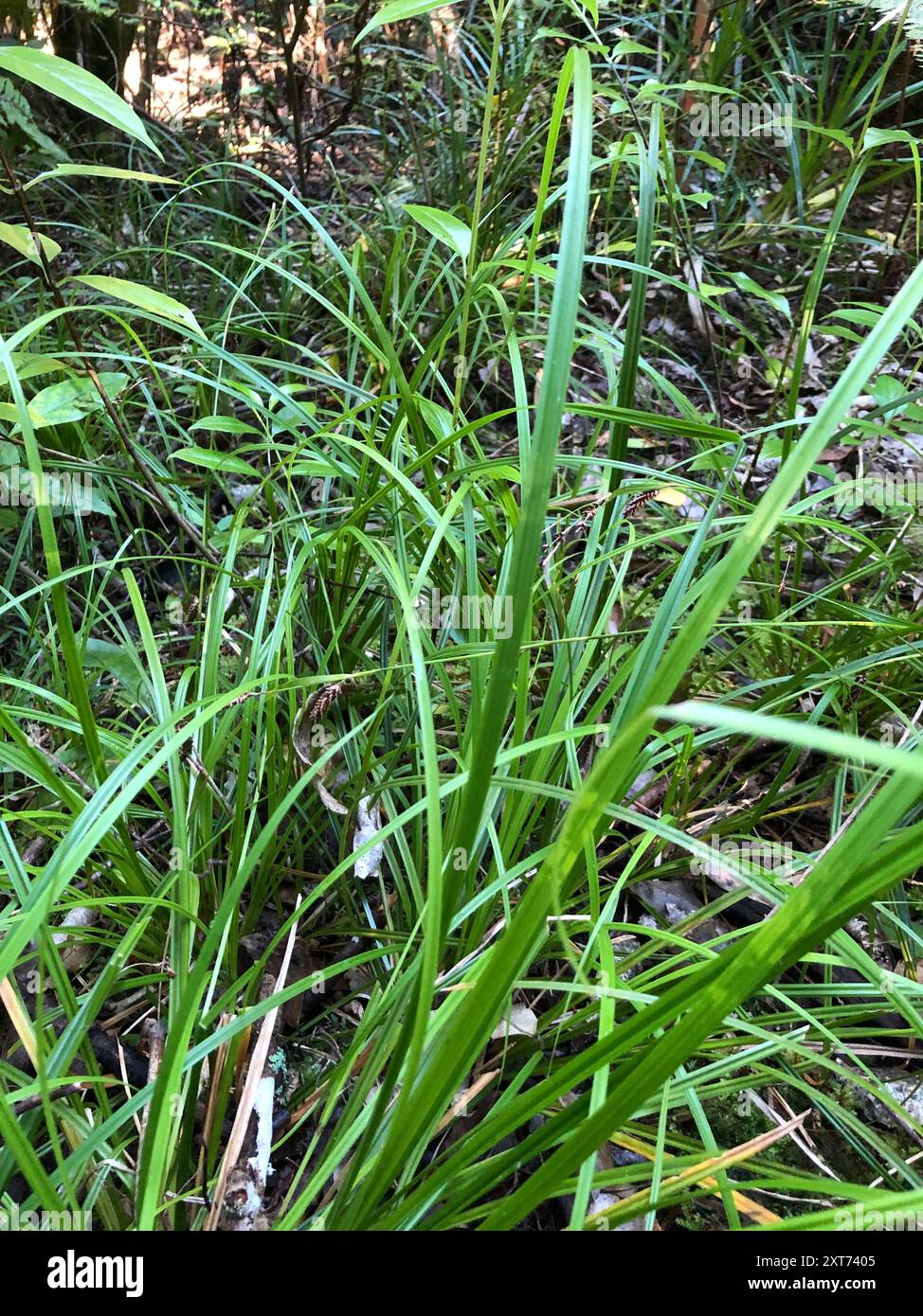 New Zealand forest sedge (Carex solandri) Plantae Stock Photo - Alamy
