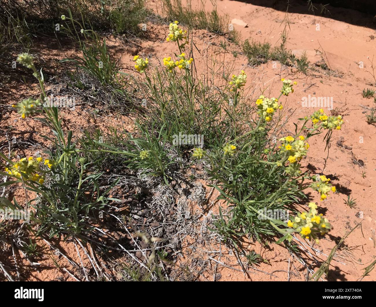 Brenda's Yellow Cryptantha (Oreocarya flava) Plantae Stock Photo - Alamy
