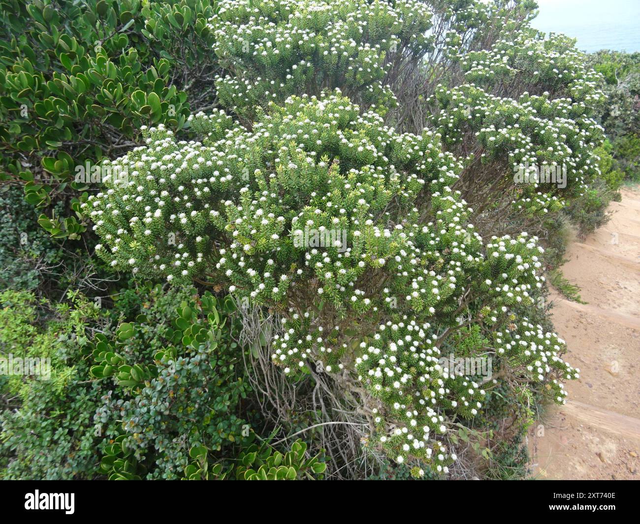Heath Hardleaf (Phylica ericoides) Plantae Stock Photo - Alamy