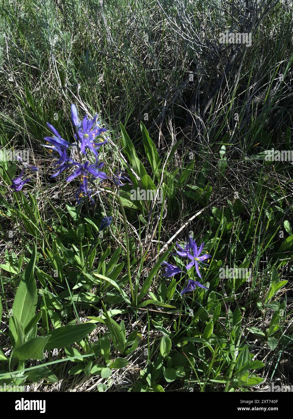 small camas (Camassia quamash) Plantae Stock Photo - Alamy