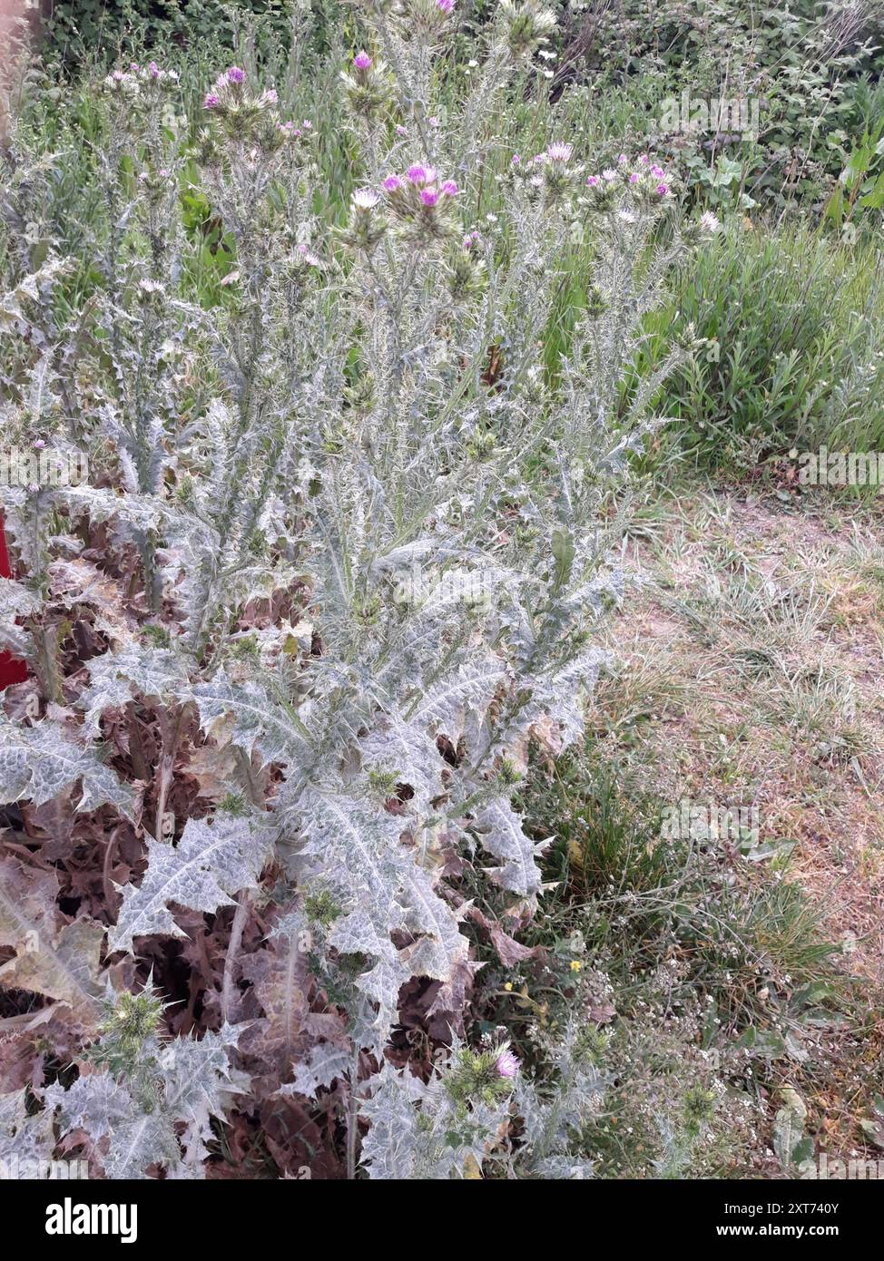 Slender Thistle (Carduus tenuiflorus) Plantae Stock Photo - Alamy