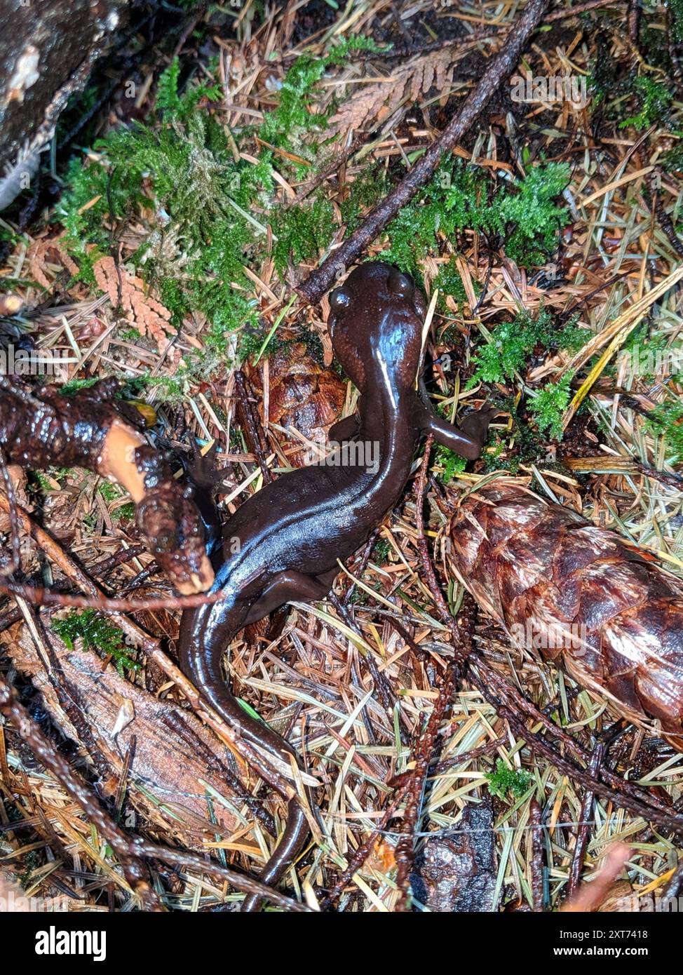 Northwestern Salamander (Ambystoma gracile) Amphibia Stock Photo - Alamy