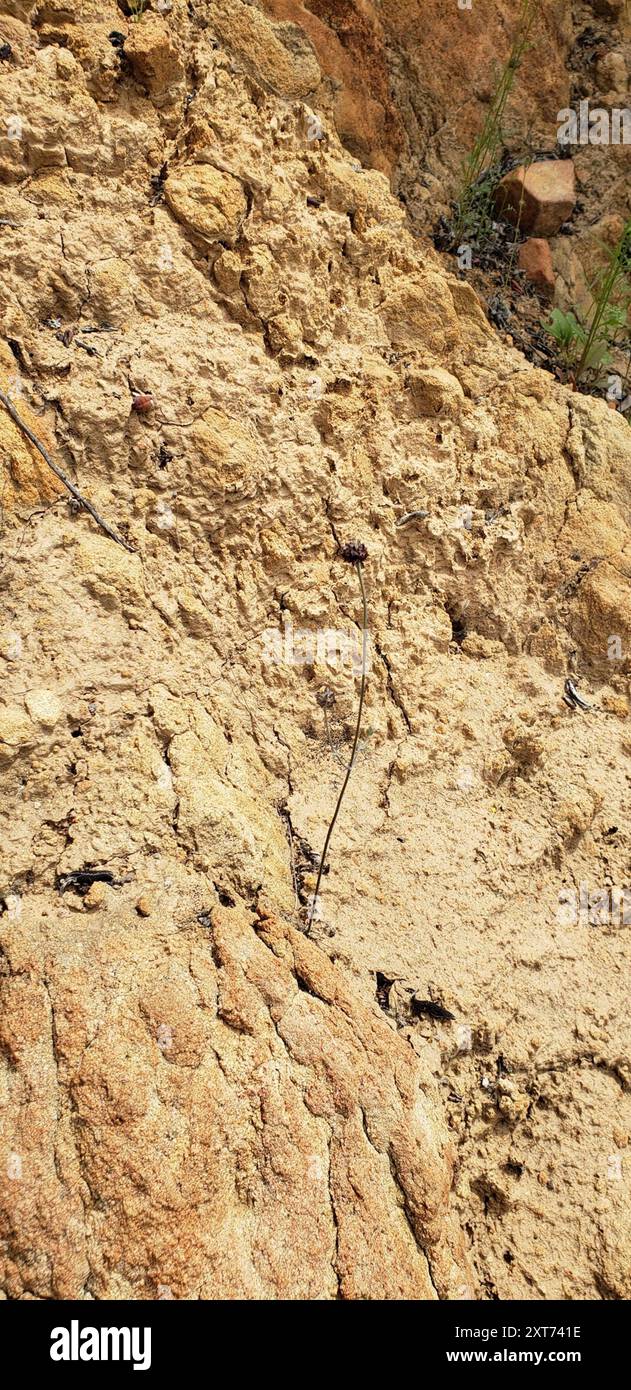 Chia (Salvia columbariae) Plantae Stock Photo - Alamy