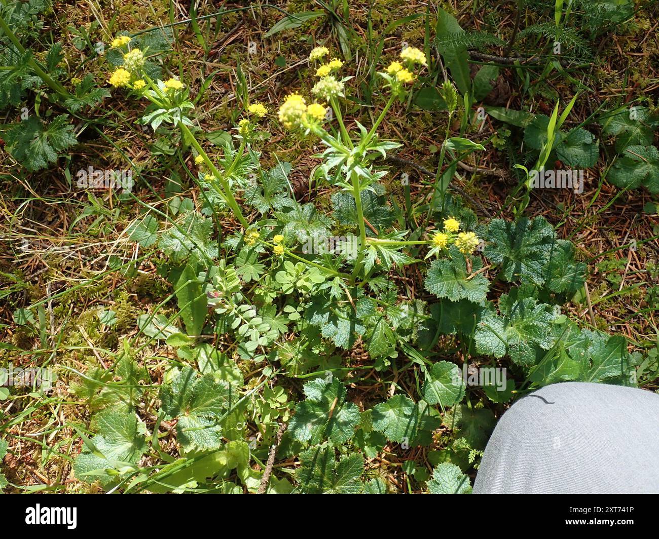 Pacific Sanicle (Sanicula crassicaulis) Plantae Stock Photo - Alamy