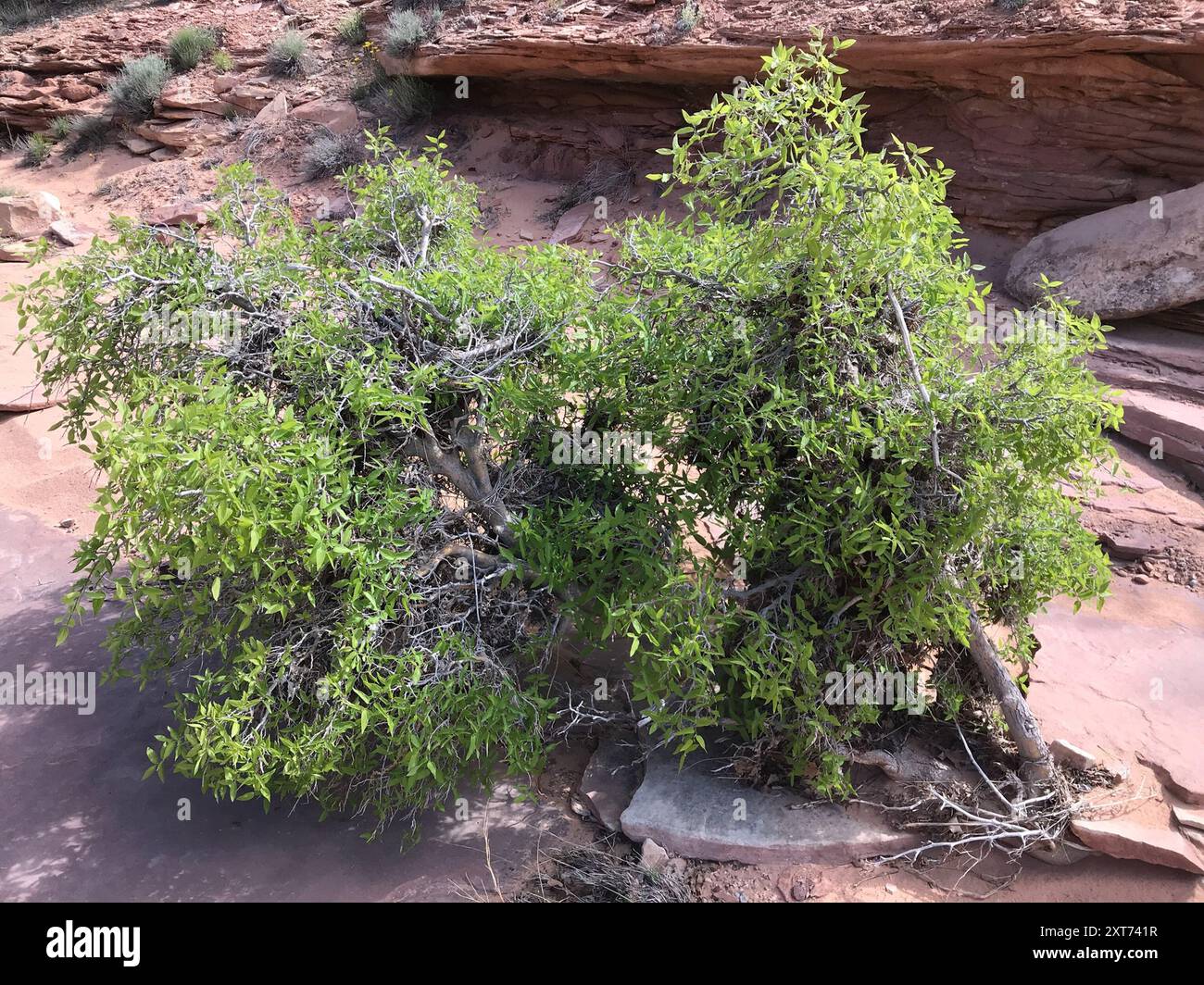 netleaf hackberry (Celtis reticulata) Plantae Stock Photo - Alamy