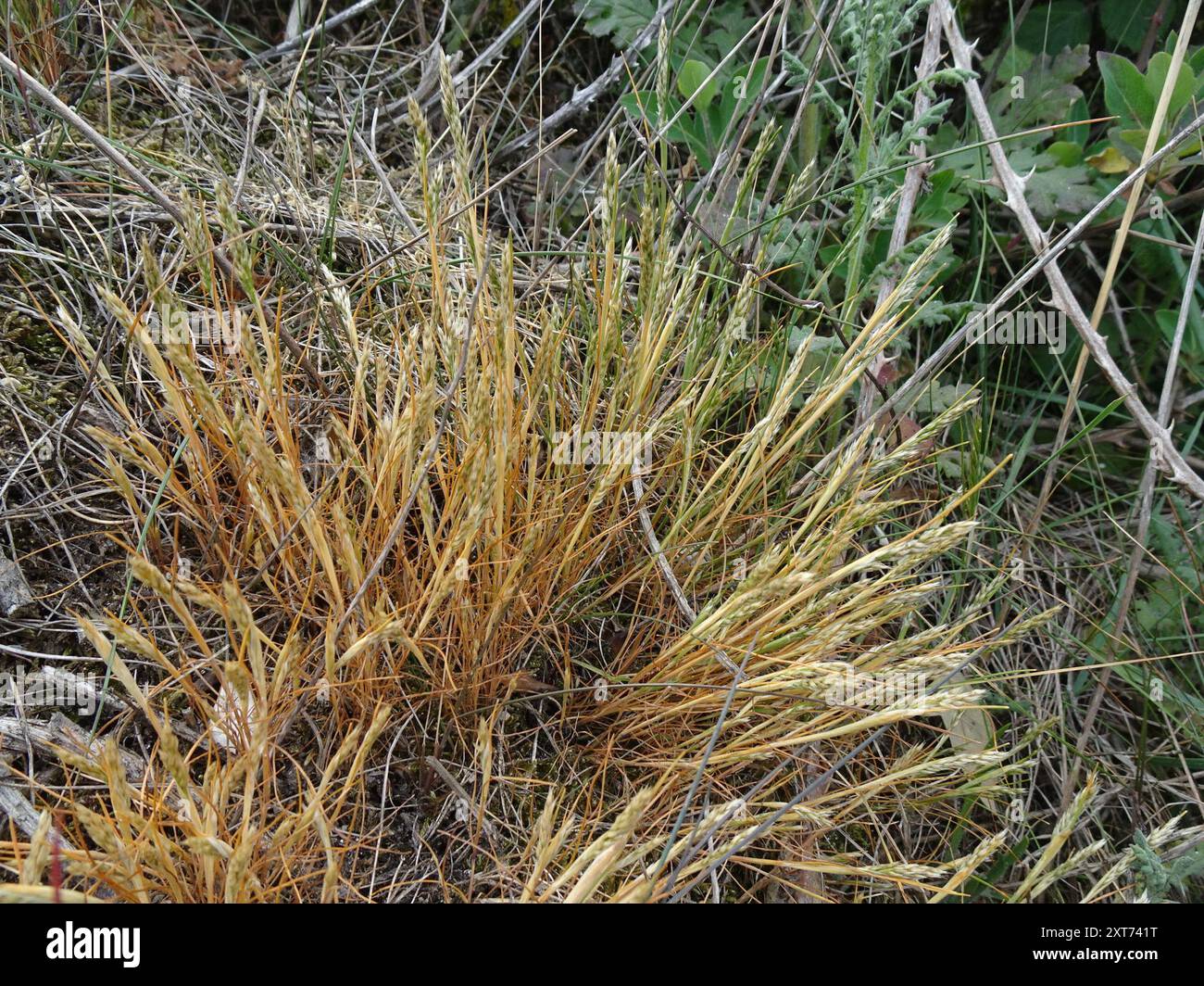 early hair grass (Aira praecox) Plantae Stock Photo - Alamy