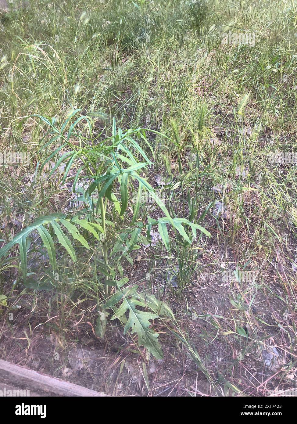 mustard family (Brassicaceae) Plantae Stock Photo - Alamy