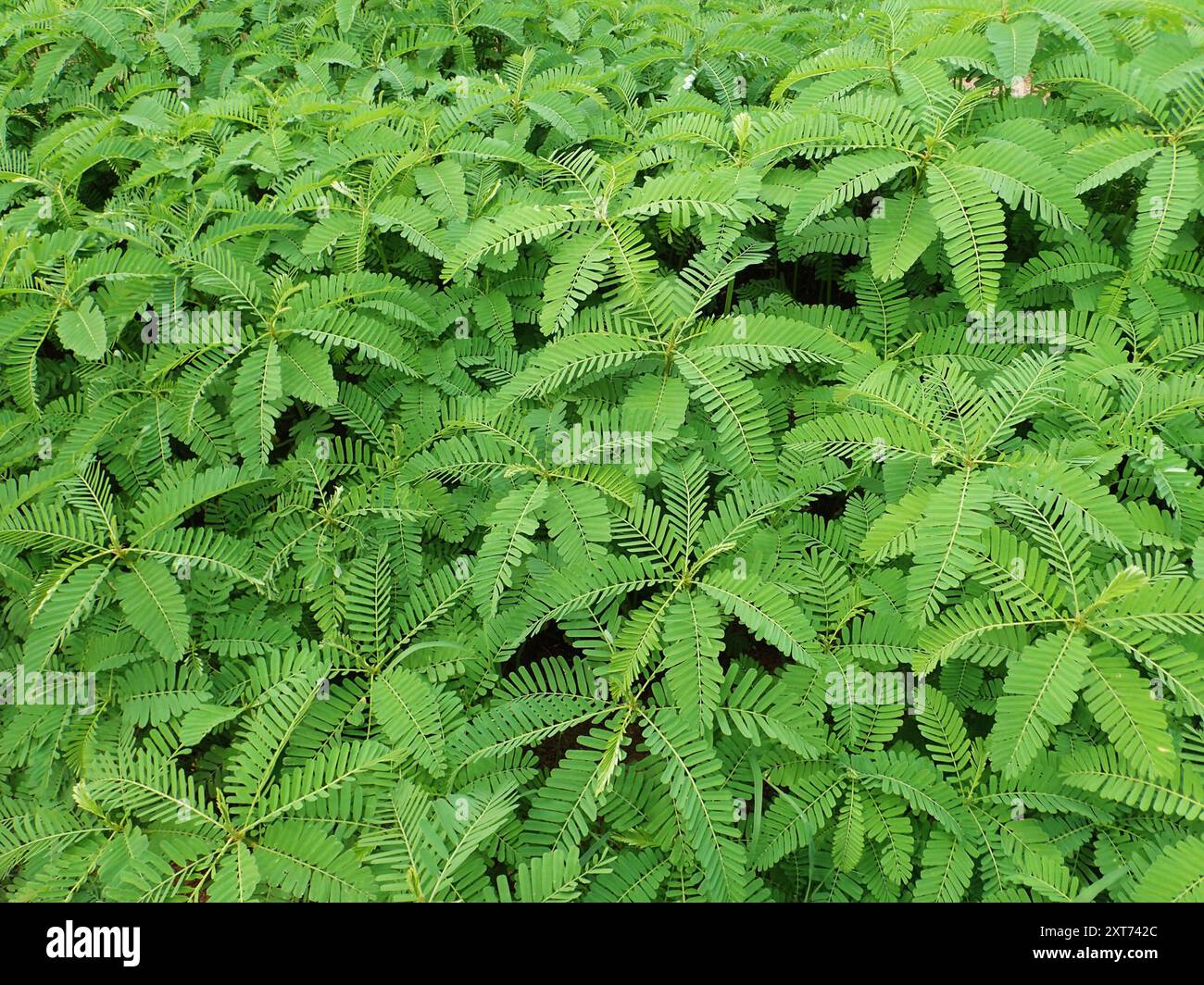 Sesbania Pea (Sesbania cannabina) Plantae Stock Photo - Alamy