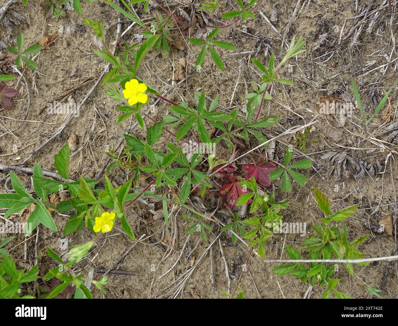 common cinquefoil (Potentilla simplex) Plantae Stock Photo - Alamy