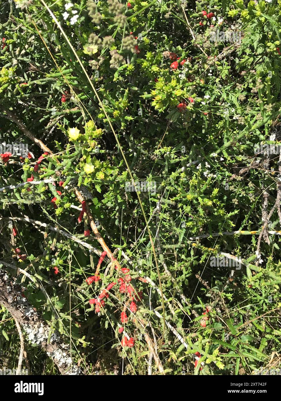 Christmas cholla (Cylindropuntia leptocaulis) Plantae Stock Photo - Alamy