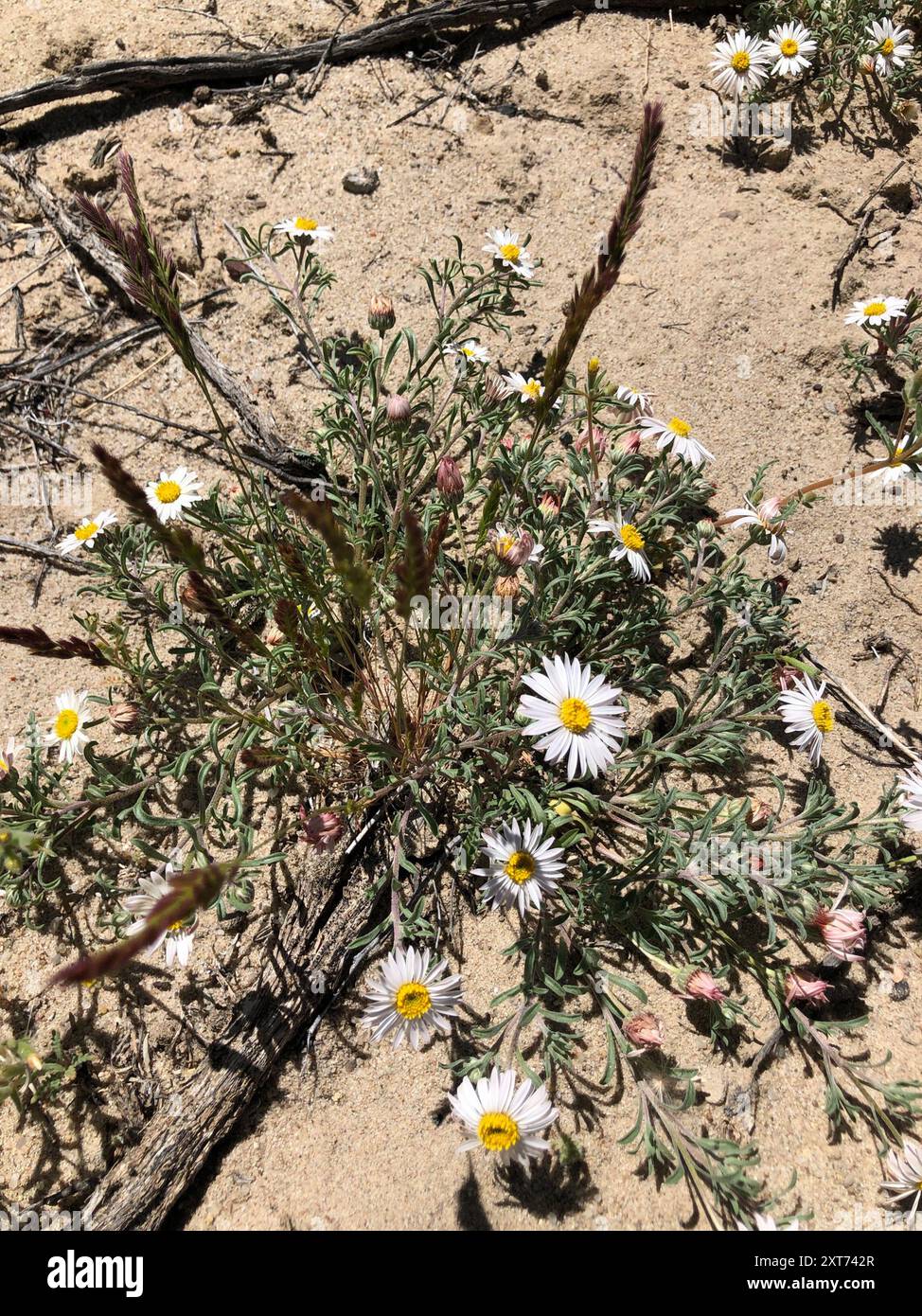 asters and allies (Astereae) Plantae Stock Photo - Alamy