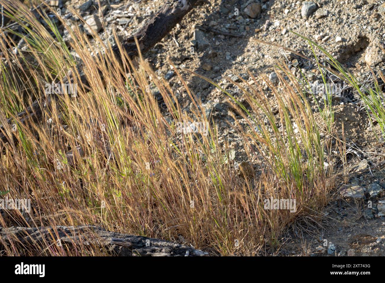 grasses (Poaceae) Plantae Stock Photo - Alamy