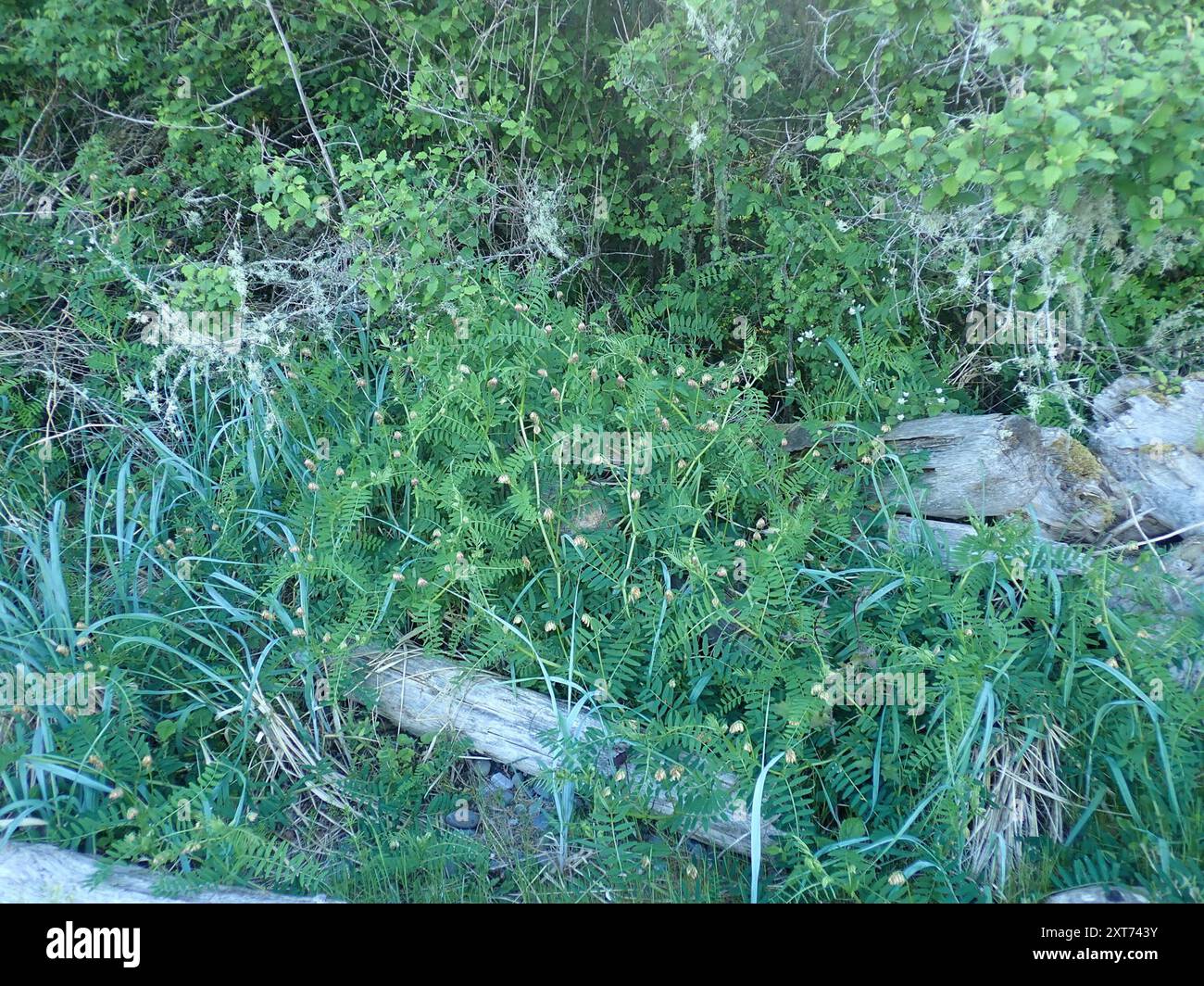 giant vetch (Vicia gigantea) Plantae Stock Photo - Alamy