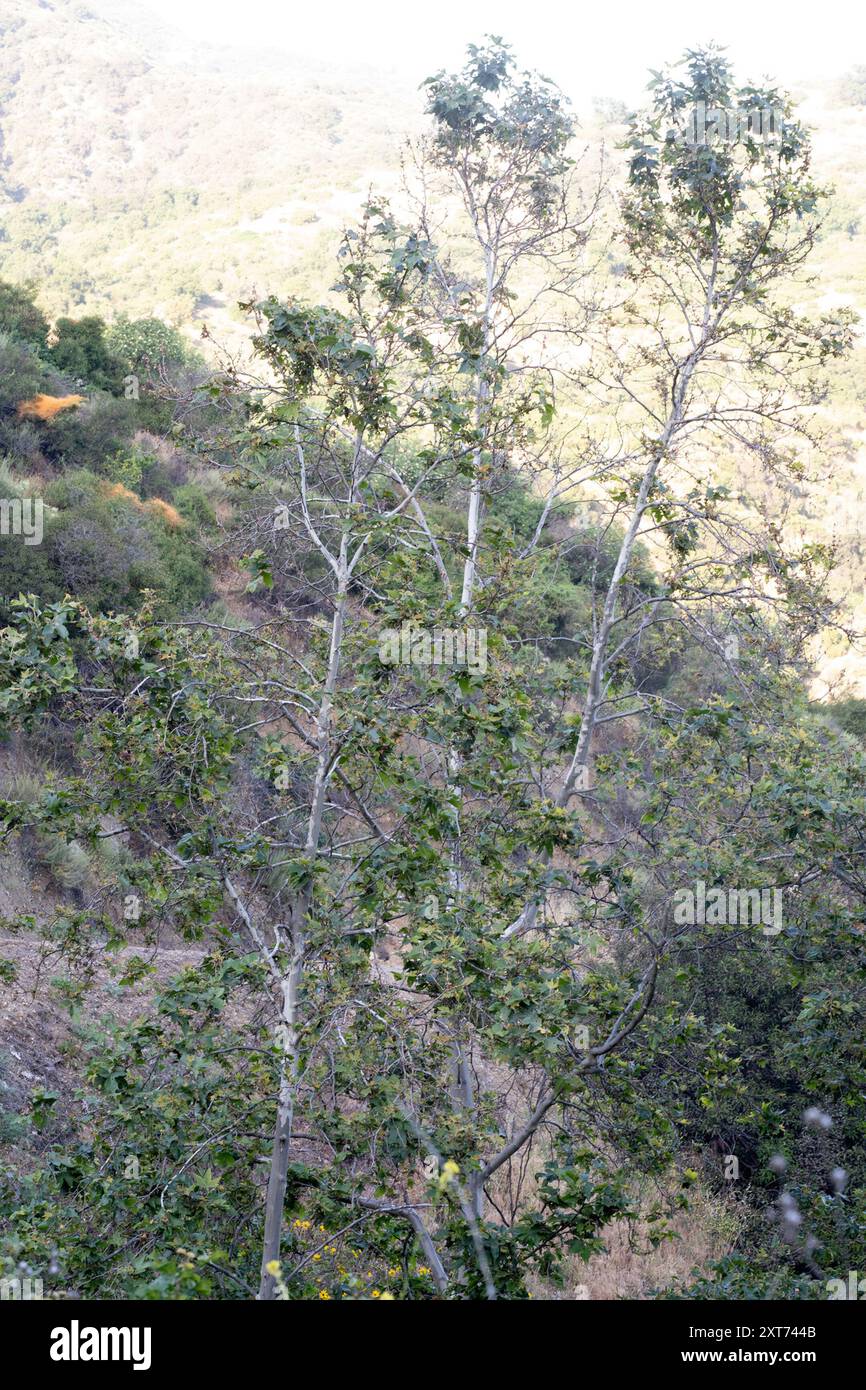 western sycamore (Platanus racemosa) Plantae Stock Photo - Alamy