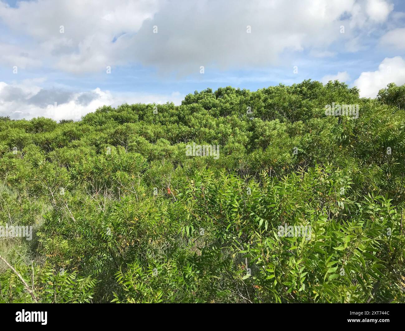 Prairie flameleaf sumac (Rhus lanceolata) Plantae Stock Photo - Alamy