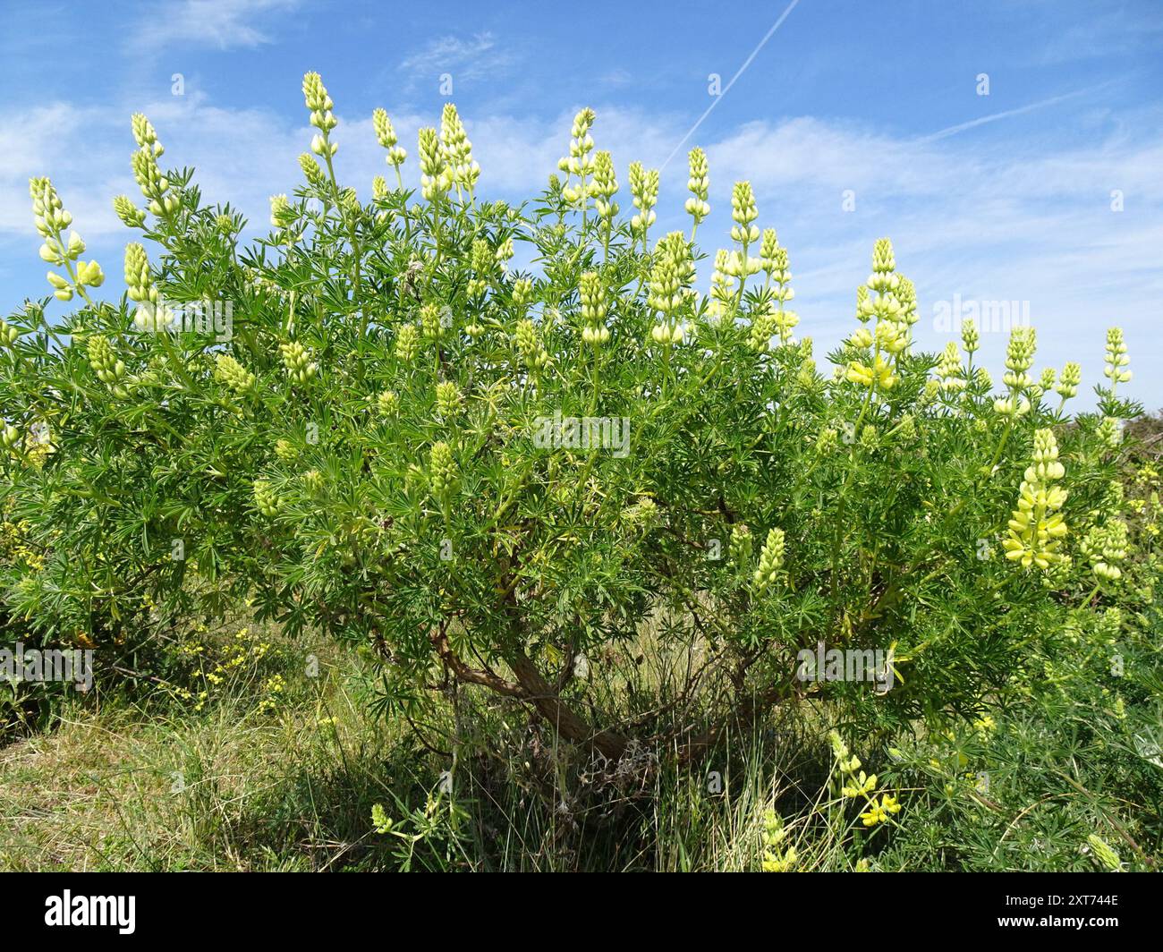 coastal bush lupine (Lupinus arboreus) Plantae Stock Photo - Alamy