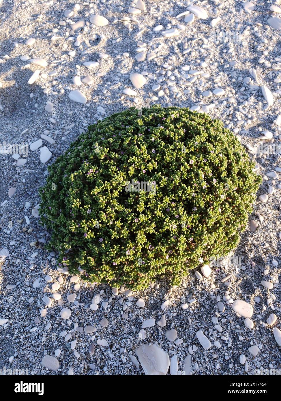 borage family (Boraginaceae) Plantae Stock Photo - Alamy