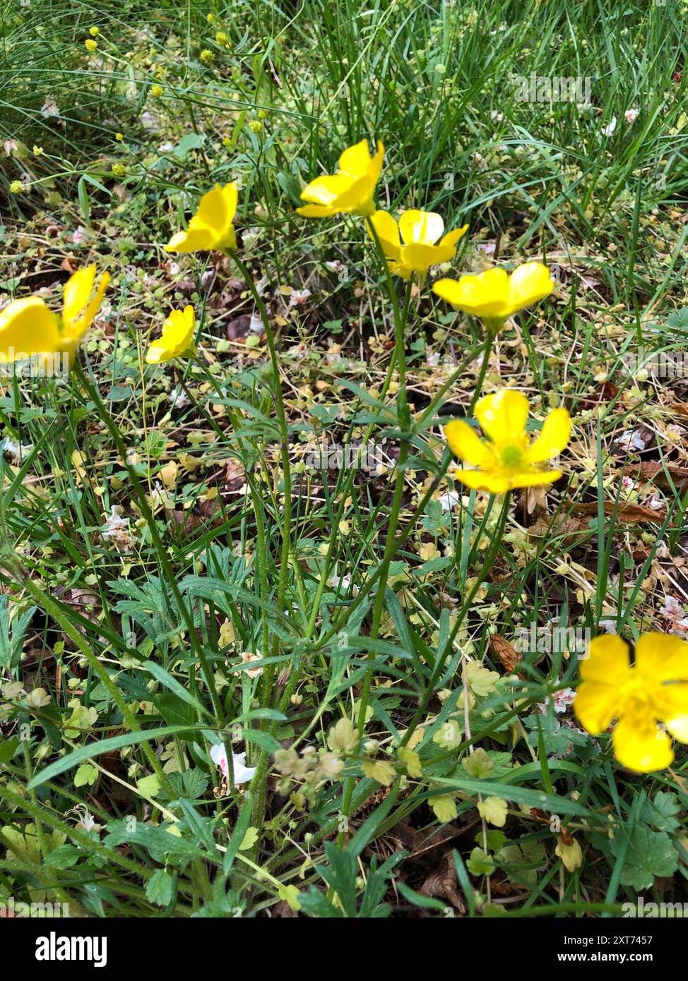 bulbous buttercup (Ranunculus bulbosus) Plantae Stock Photo - Alamy