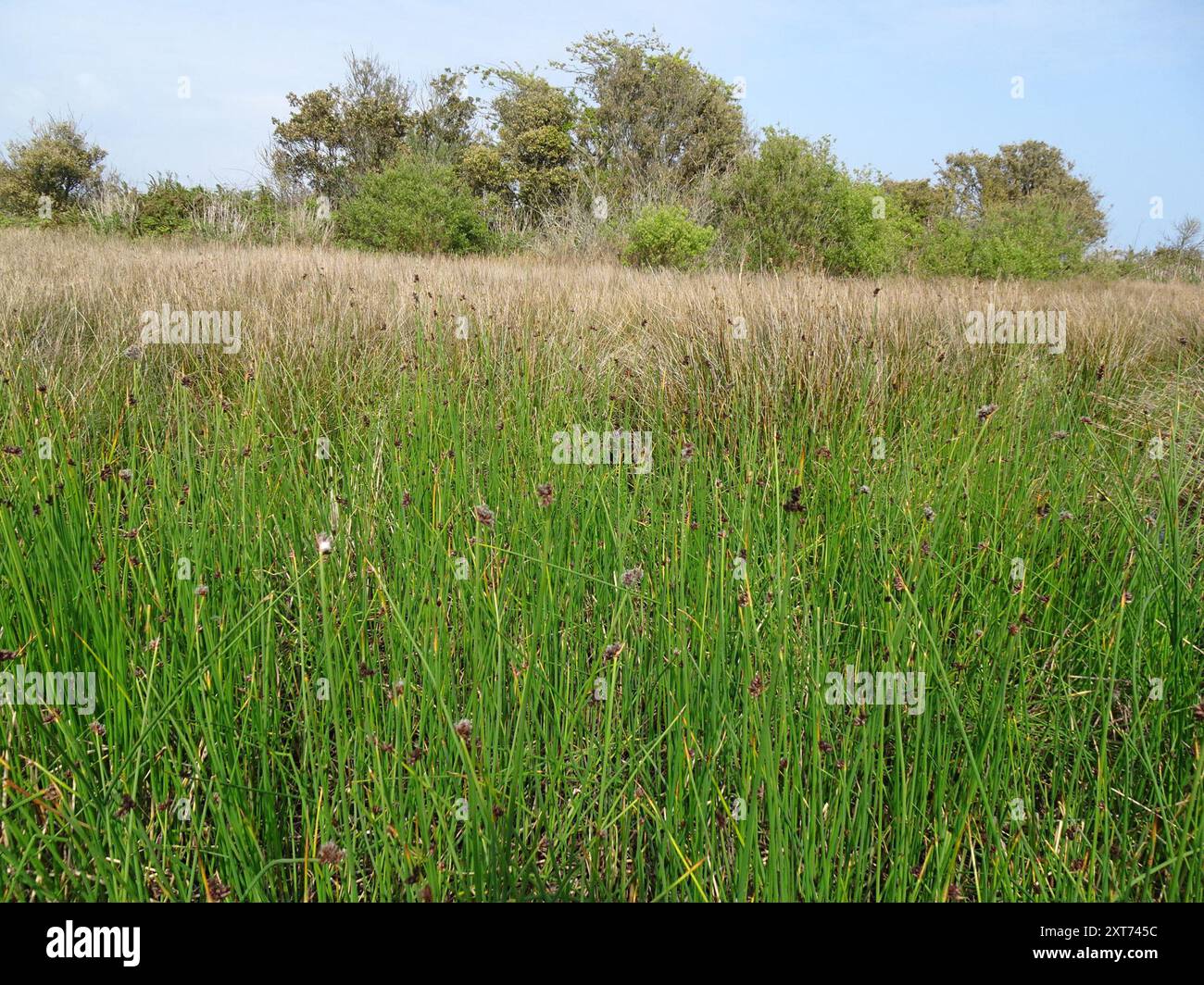 soft-stemmed bulrush (Schoenoplectus tabernaemontani) Plantae Stock ...