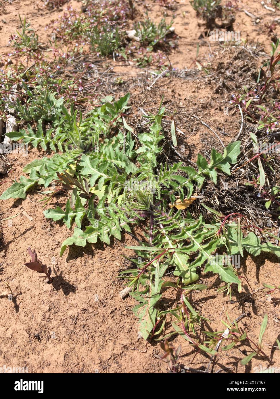Tall Tumblemustard (Sisymbrium altissimum) Plantae Stock Photo - Alamy
