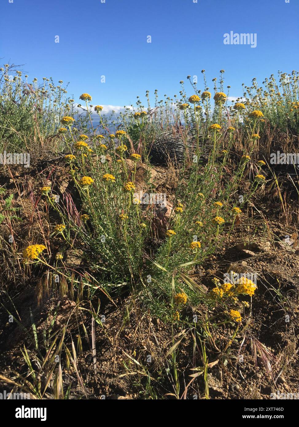 Golden Yarrow (Eriophyllum confertiflorum) Plantae Stock Photo - Alamy