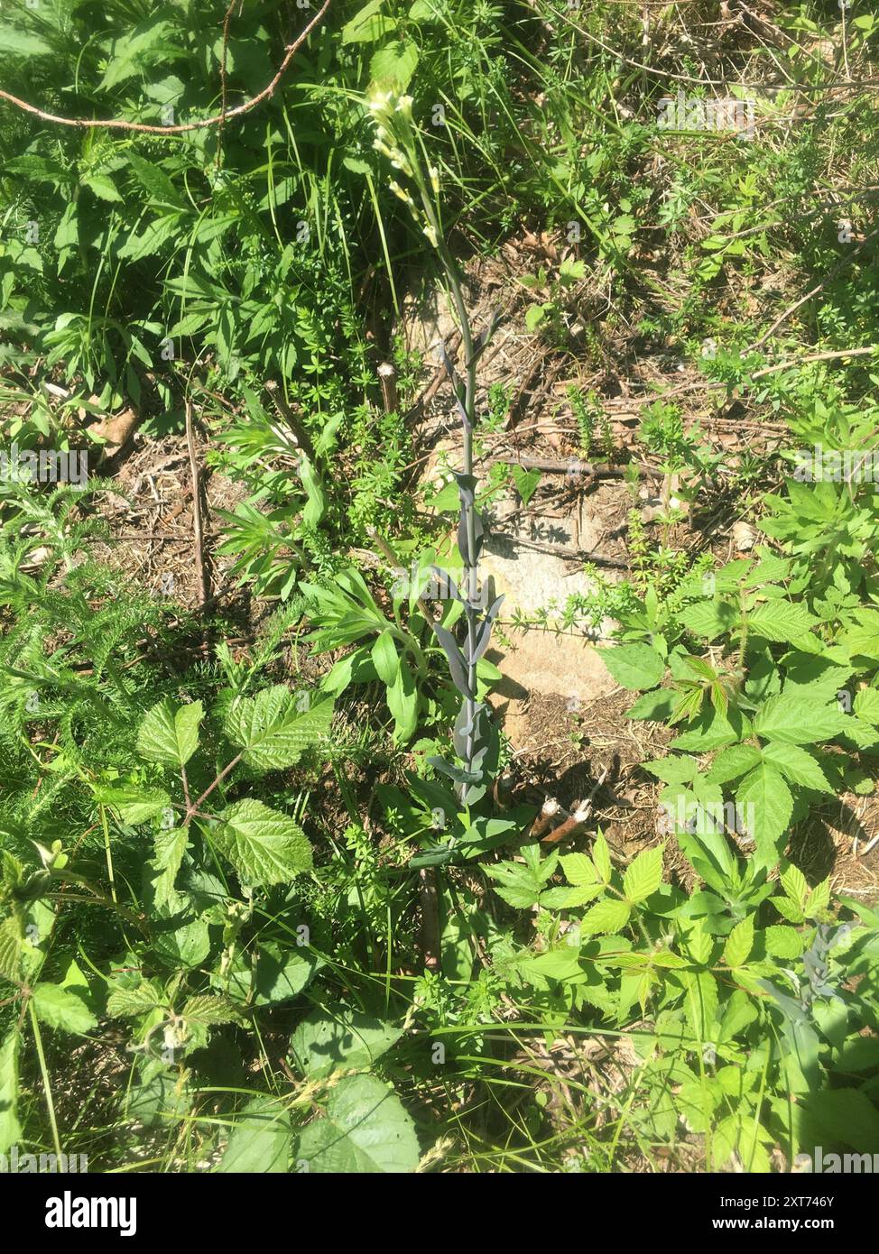 Tower Mustard (Turritis glabra) Plantae Stock Photo - Alamy