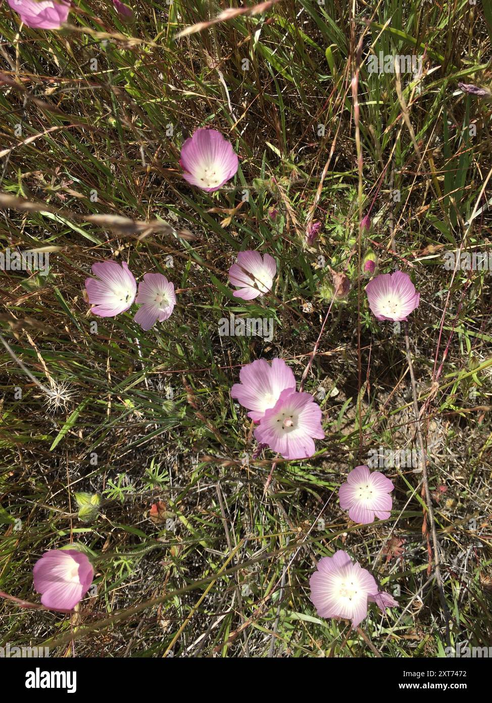 fringed checkerbloom (Sidalcea diploscypha) Plantae Stock Photo - Alamy