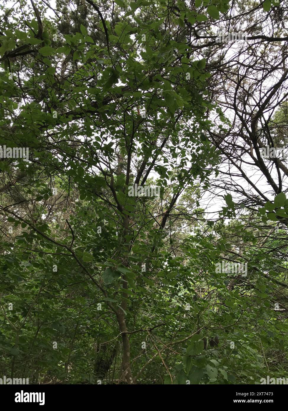 netleaf hackberry (Celtis reticulata) Plantae Stock Photo - Alamy