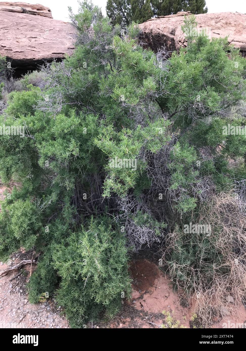Greasewood (Sarcobatus vermiculatus) Plantae Stock Photo - Alamy