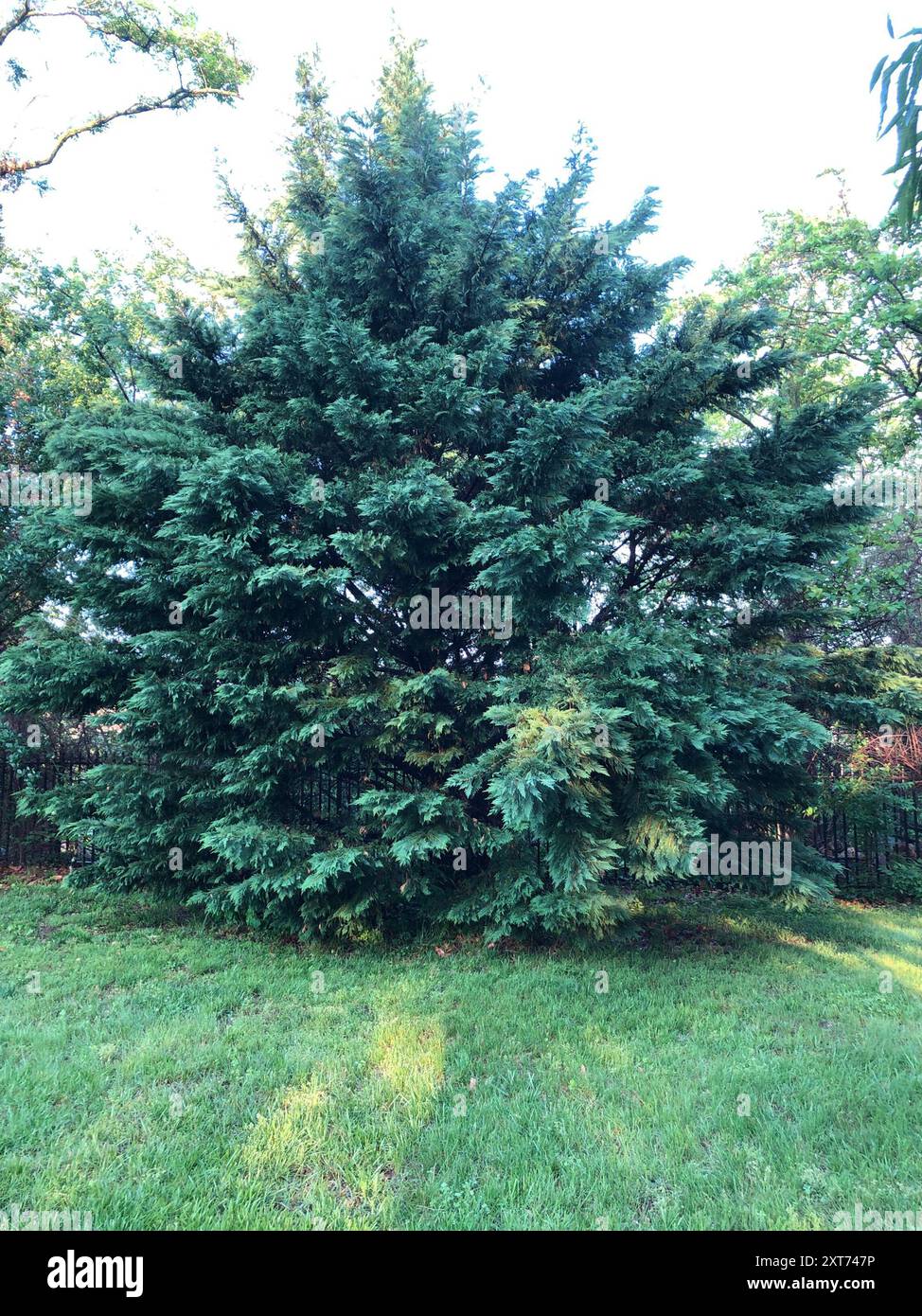 cypress family (Cupressaceae) Plantae Stock Photo - Alamy