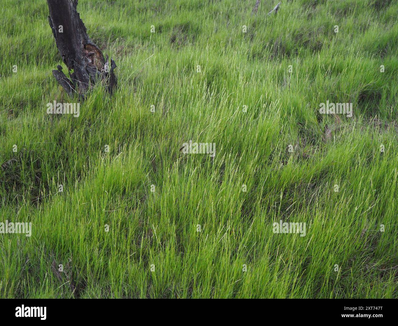 seashore dropseed (Sporobolus virginicus) Plantae Stock Photo - Alamy