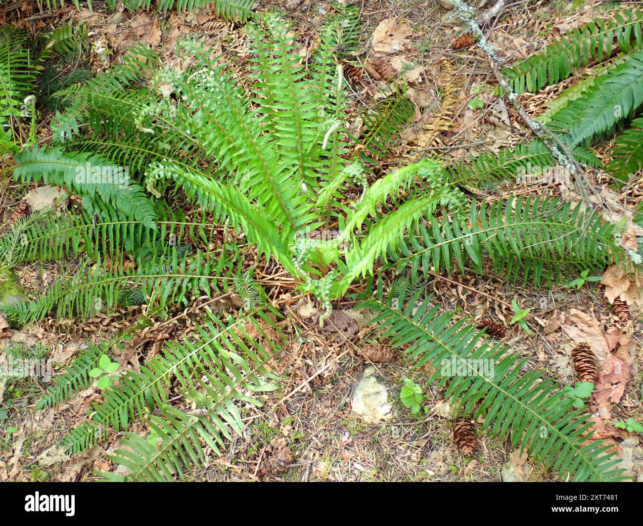 western sword fern (Polystichum munitum) Plantae Stock Photo - Alamy