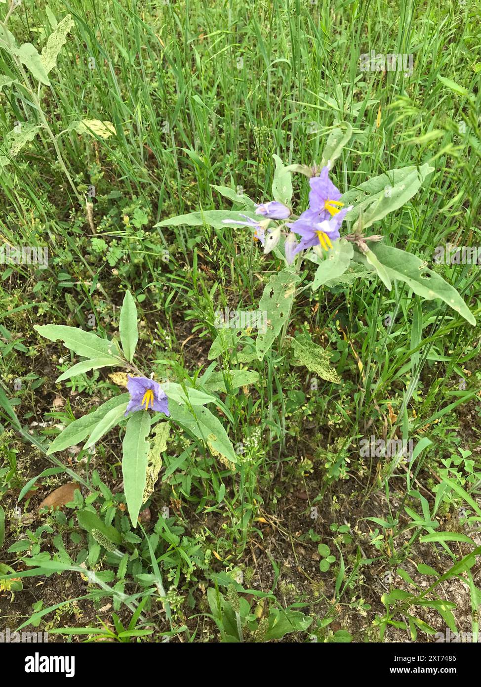 silverleaf nightshade (Solanum elaeagnifolium) Plantae Stock Photo - Alamy