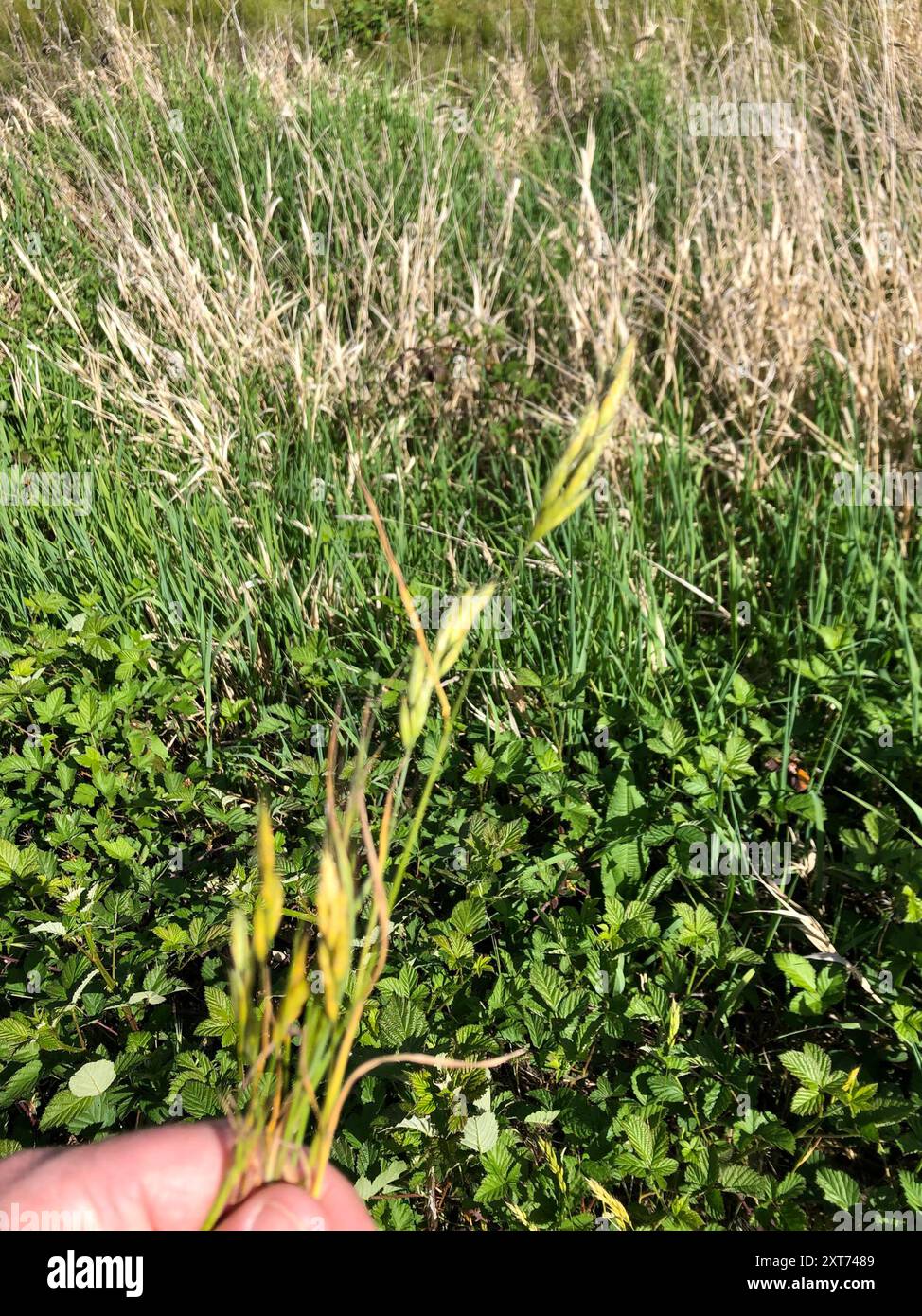 common soft brome (Bromus hordeaceus) Plantae Stock Photo - Alamy