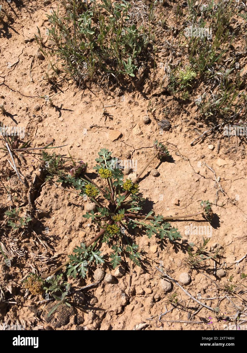Plains Cymopterus (Cymopterus glomeratus) Plantae Stock Photo - Alamy