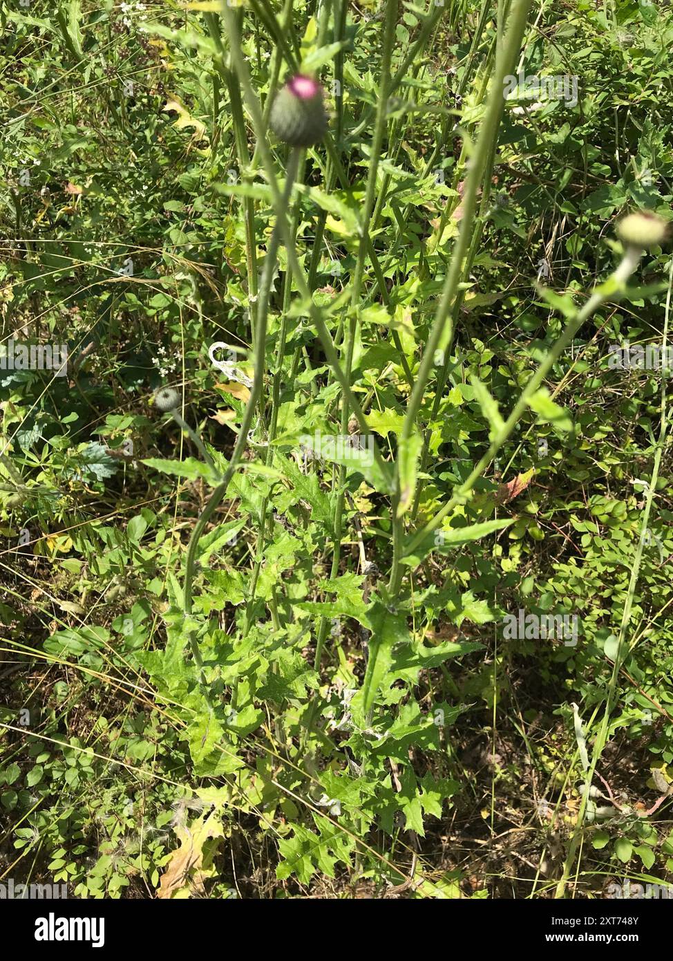 Texas Thistle (Cirsium texanum) Plantae Stock Photo - Alamy