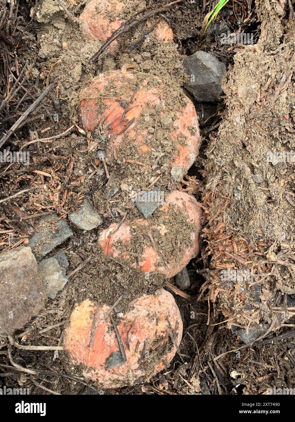Spring King Bolete (Boletus rex-veris) Fungi Stock Photo - Alamy