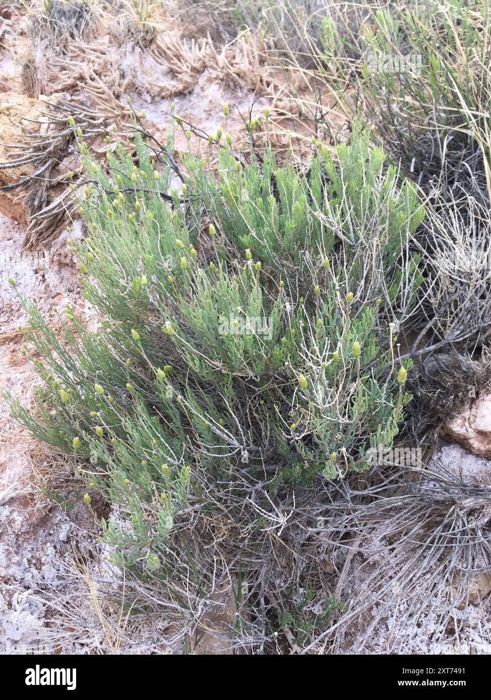 Trans-pecos false clapdaisy (Pseudoclappia arenaria) Plantae Stock ...
