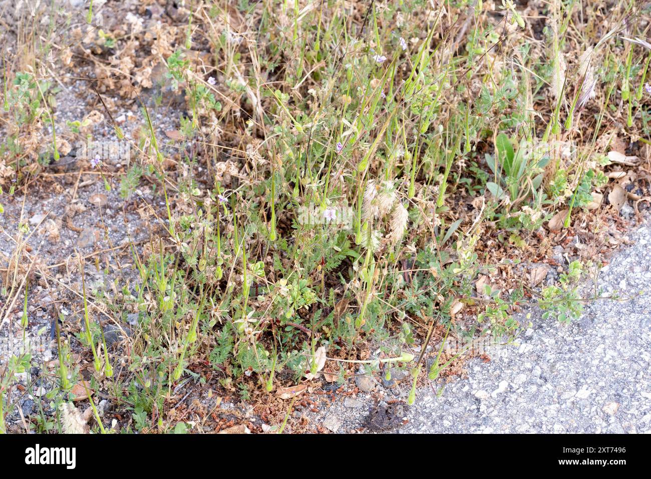 Mediterranean Stork's-bill (Erodium botrys) Plantae Stock Photo - Alamy