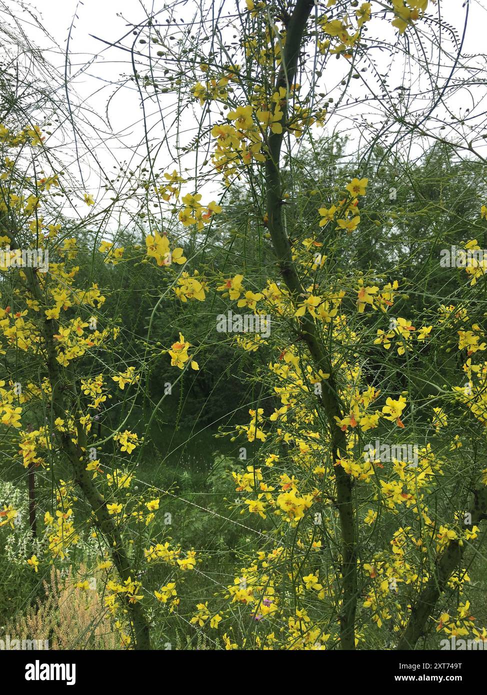 Mexican palo verde (Parkinsonia aculeata) Plantae Stock Photo - Alamy